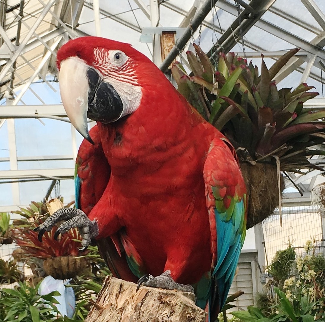 Bird Flu | South Texas Botanical Gardens & Nature Center - Corpus Christi